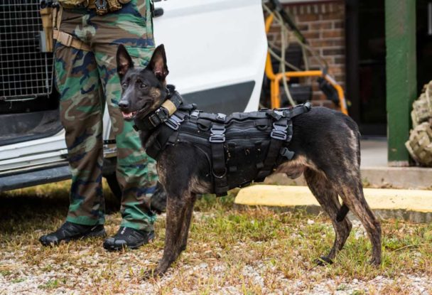 9 Dutch Police Dog Commands - PatchPuppy.com