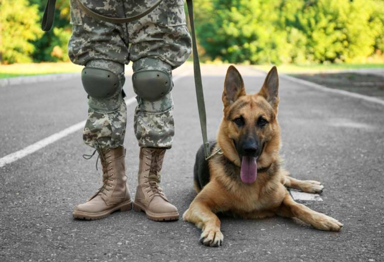 7 Military Dog Training Commands - PatchPuppy.com