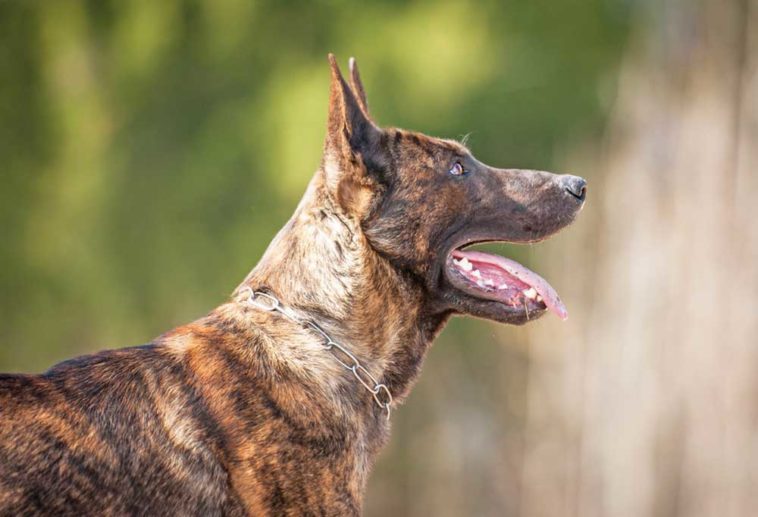 9 Dutch Police Dog Commands PatchPuppy