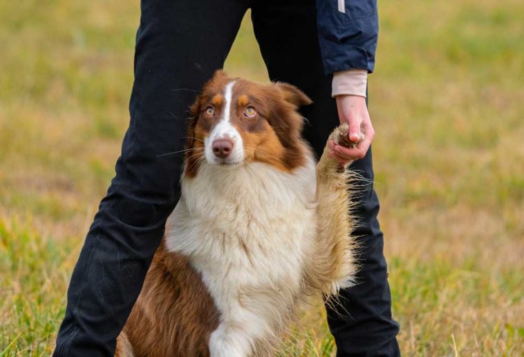 Touch Command for Dogs - PatchPuppy.com