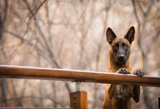 9 Dutch Police Dog Commands - PatchPuppy.com