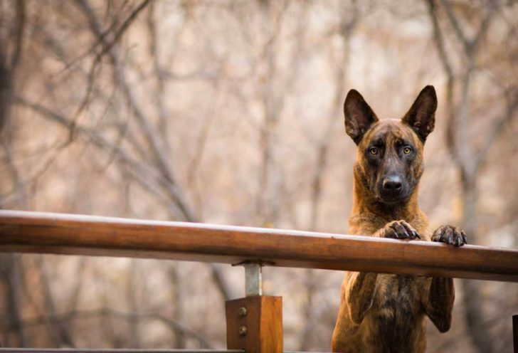 9 Dutch Police Dog Commands - PatchPuppy.com