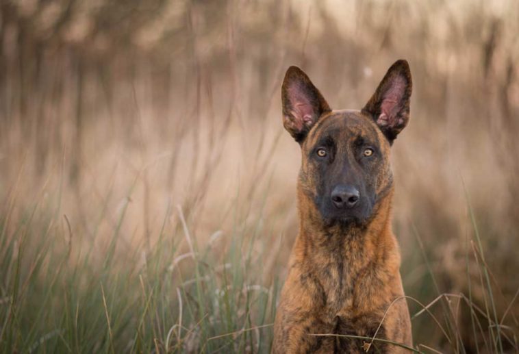 9 Dutch Police Dog Commands - PatchPuppy.com