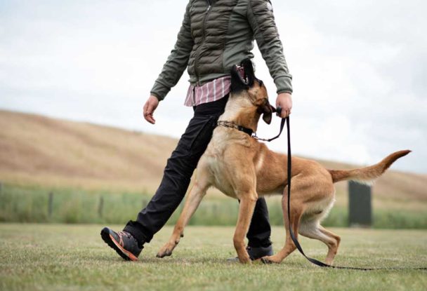 9 Dutch Police Dog Commands - PatchPuppy.com