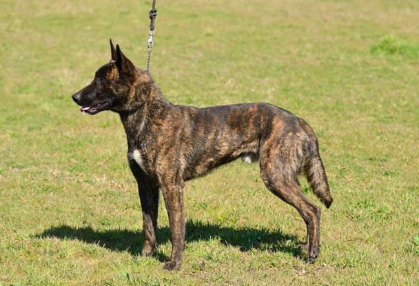 9 Dutch Police Dog Commands - PatchPuppy.com