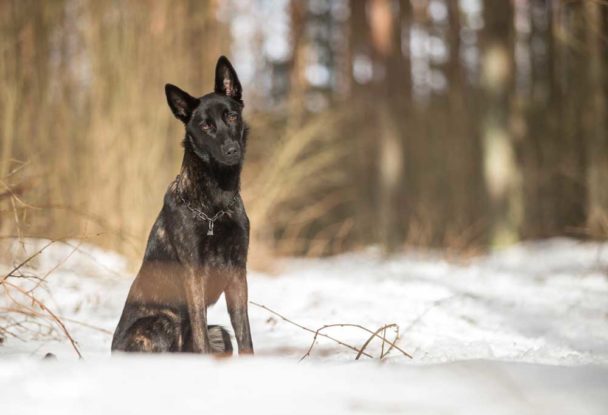 9 Dutch Police Dog Commands - PatchPuppy.com