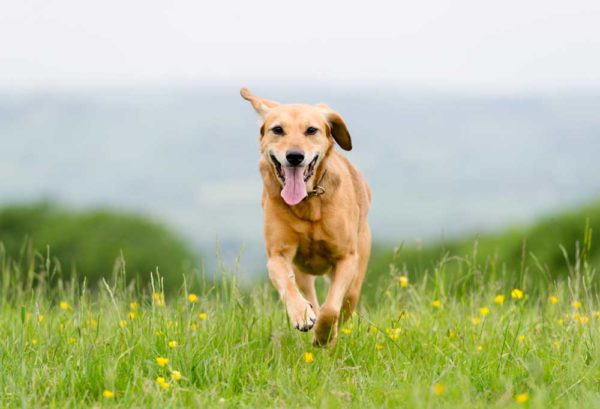 7 Common Commands for Dogs - PatchPuppy.com