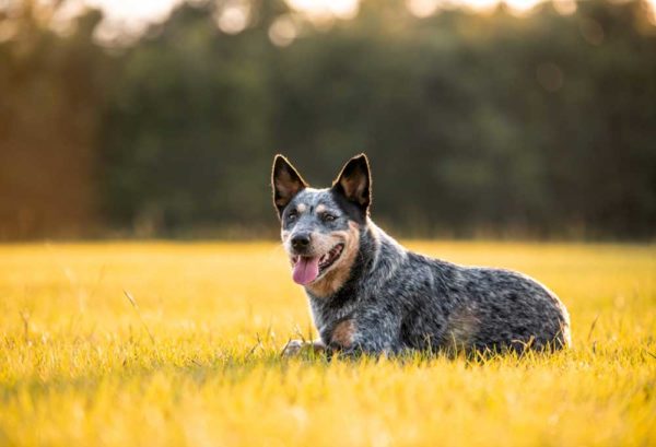 9 Voice Commands for Hunting Dogs - PatchPuppy.com