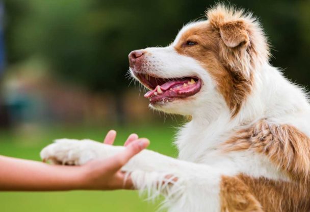 8 Norwegian Dog Commands PatchPuppy 8-norwegian-dog-commands-patchpuppy
