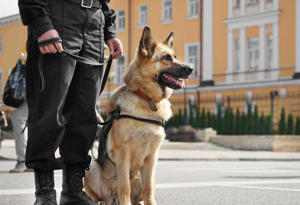 10 Guard Dog Commands PatchPuppy 10 Guard Dog Commands PatchPuppy