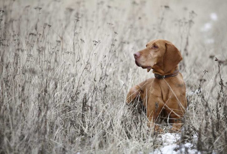 9 Voice Commands for Hunting Dogs - PatchPuppy.com