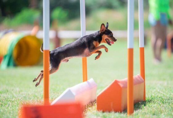 How to Prevent a Dog from Jumping Over a Gate - PatchPuppy.com