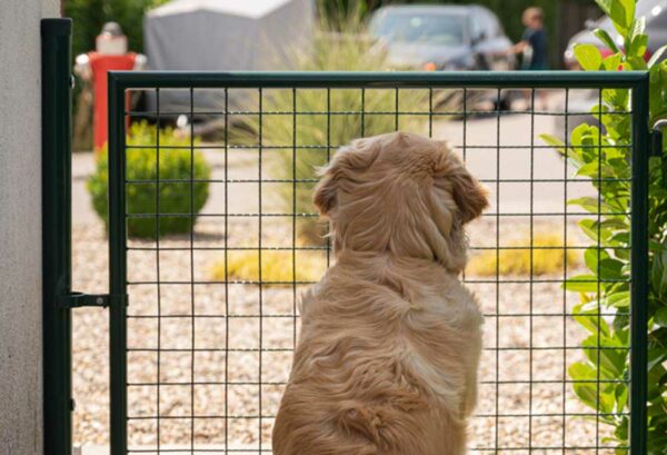 How to Prevent a Dog from Jumping Over a Gate - PatchPuppy.com