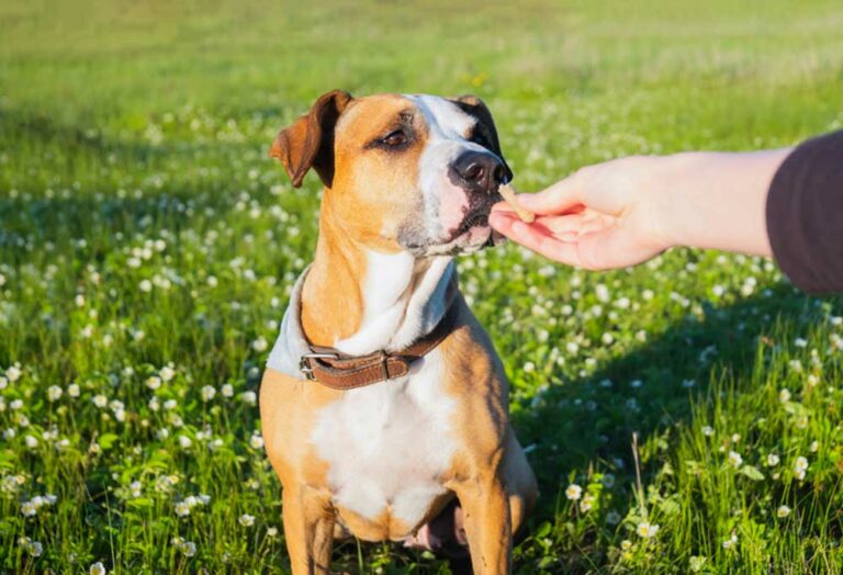 9 Danish Dog Commands - PatchPuppy.com