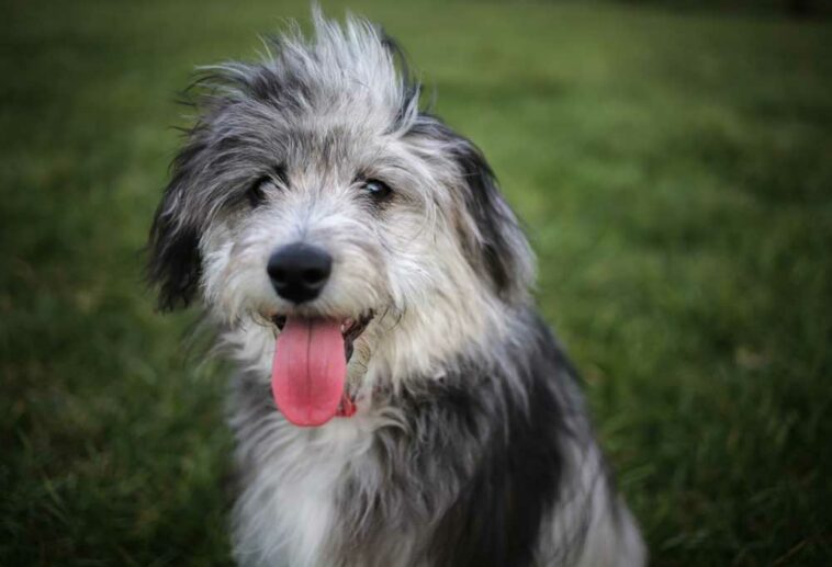 9 Different Mini Doodle Breeds - PatchPuppy.com