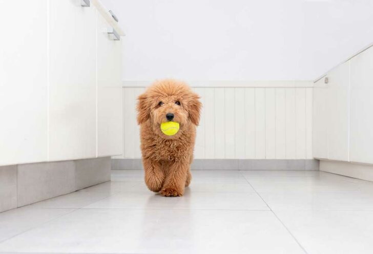 9 Different Mini Doodle Breeds - PatchPuppy.com