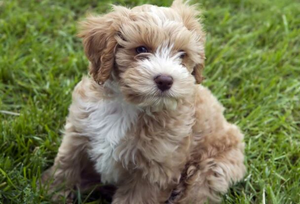 9 Different Mini Doodle Breeds - PatchPuppy.com