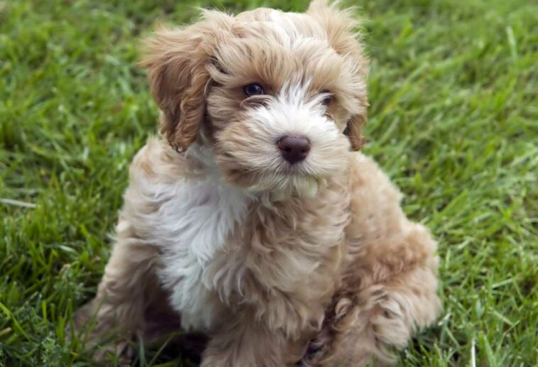 9 Different Mini Doodle Breeds - PatchPuppy.com