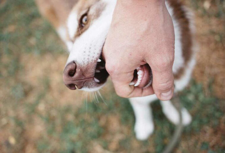 Help My Dog Keeps Jumping On Me And Biting PatchPuppy help-my-dog-keeps-jumping-on-me-and-biting-patchpuppy