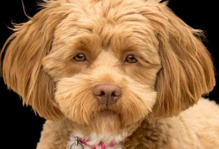 Best Doodle Breeds for Apartments - PatchPuppy.com