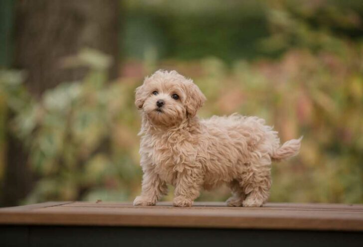 9 Different Mini Doodle Breeds - PatchPuppy.com