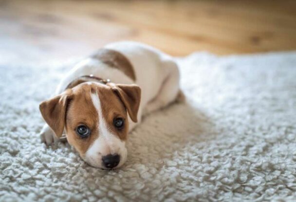 How to Make Homemade Flea Powder for Dogs - PatchPuppy.com