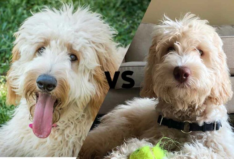 Double Doodle vs. Goldendoodle - PatchPuppy.com