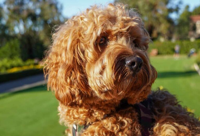 Goldendoodle vs. Cavapoo - PatchPuppy.com