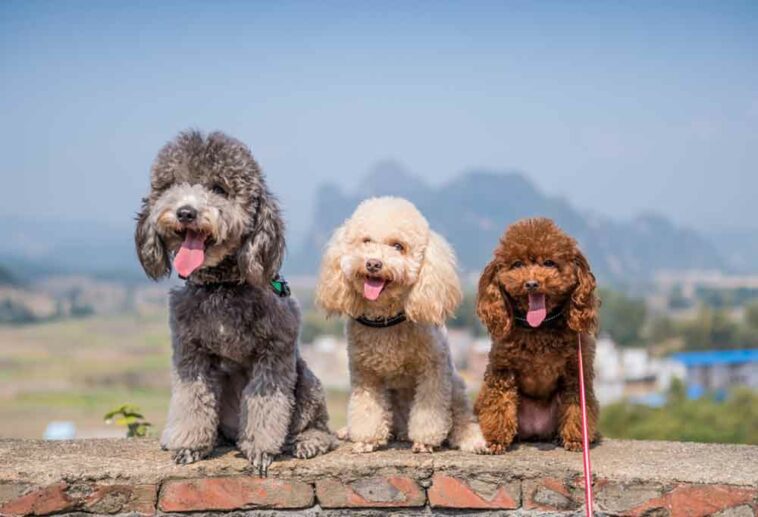 When Do Poodles Go Into Heat? - PatchPuppy.com