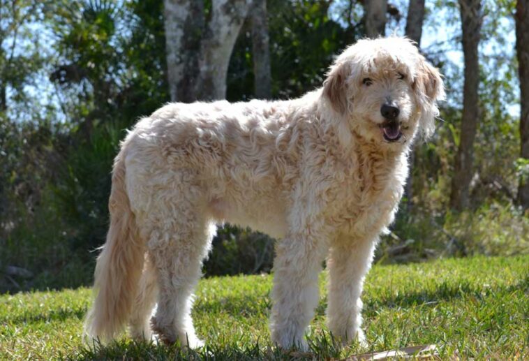 Goldendoodle vs. Cavapoo - PatchPuppy.com