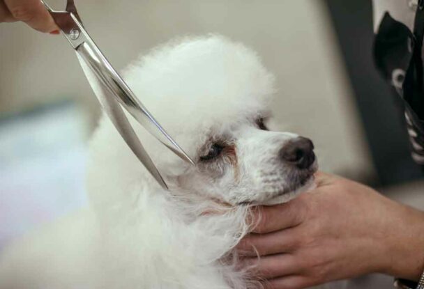 How to Groom a Standard Poodle at Home - PatchPuppy.com