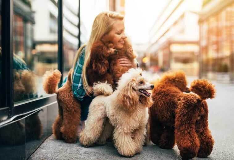 7 Standard Poodle Grooming Styles - PatchPuppy.com