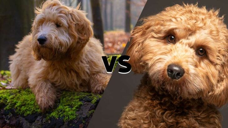 What You Need to Know About Senior Dog Tooth Extraction - PatchPuppy.com