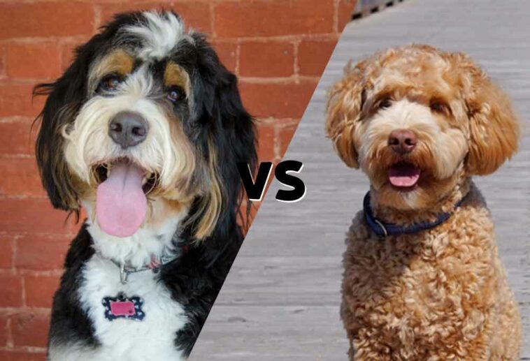 Bernedoodle vs. Labradoodle - PatchPuppy.com