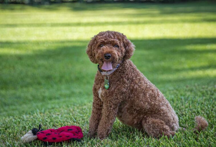 Goldendoodle vs. Cavapoo - PatchPuppy.com
