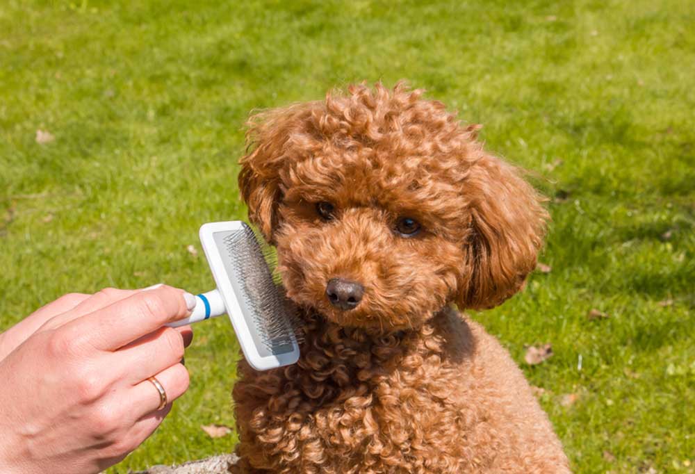 How To Groom A Toy Poodle Teddy Bear Cut PatchPuppy
