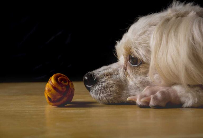 What To Feed A Sick Dog With No Appetite PatchPuppy what-to-feed-a-sick-dog-with-no-appetite-patchpuppy