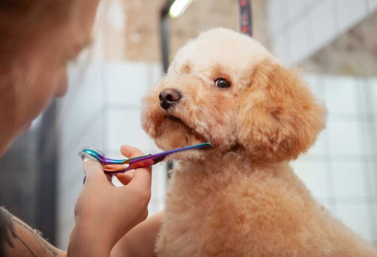 How to Take Care of Your Toy Poodle? - PatchPuppy.com