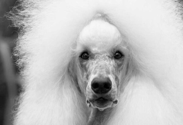 How to Groom a Standard Poodle? - PatchPuppy.com