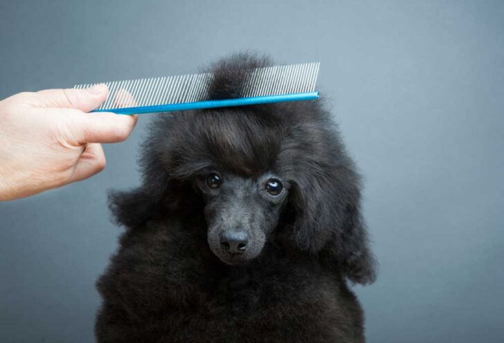 How to Brush a Poodle? - PatchPuppy.com