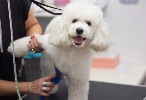 How to Groom a Standard Poodle? - PatchPuppy.com