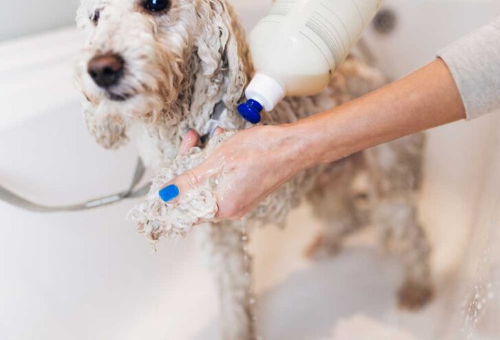 How to Groom a Poodle at Home? - PatchPuppy.com