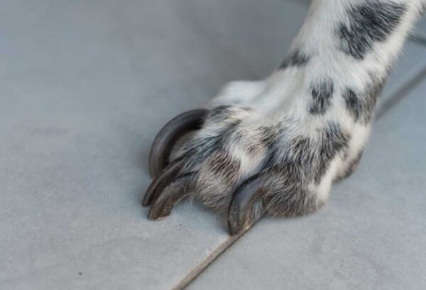 What to Do About Extremely Overgrown Dog Nails? - PatchPuppy.com