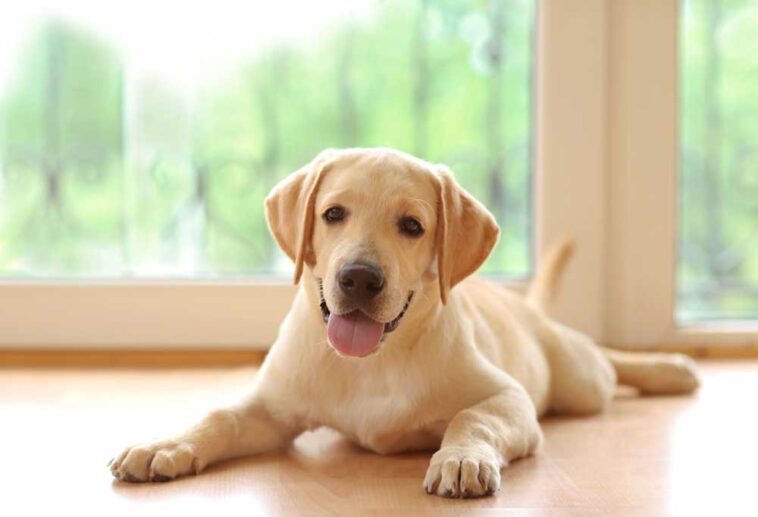 Do Labrador Retrievers Shed? - PatchPuppy.com
