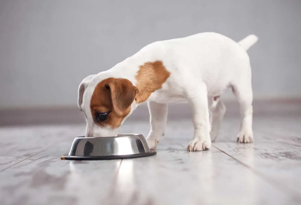 Can You Give Dogs Curry To Eat Can You Give Dogs Curry To Eat