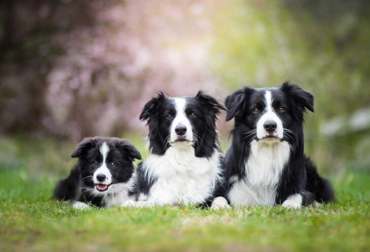 Border Collie vs. Labrador Retriever - PatchPuppy.com