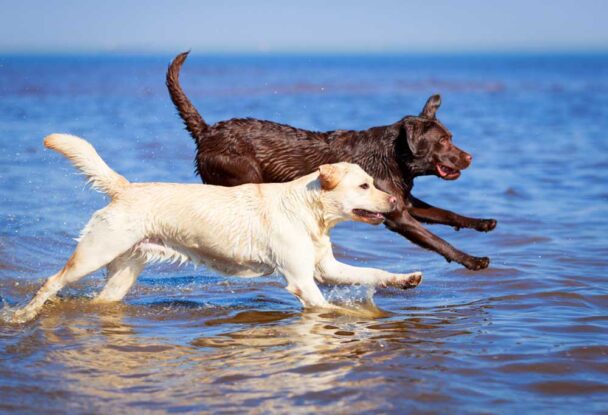 Border Collie vs. Labrador Retriever - PatchPuppy.com