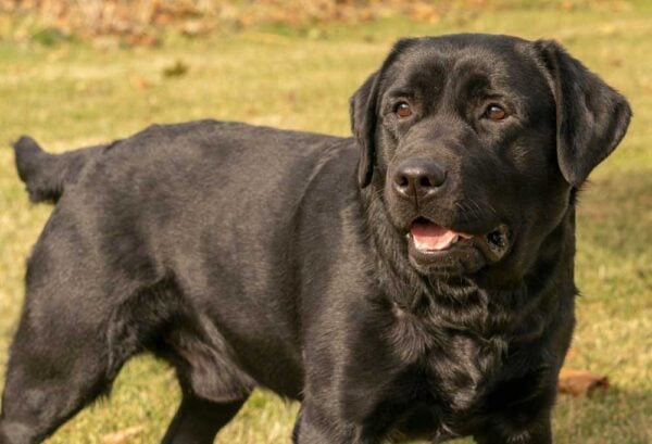 English Labrador Retriever Vs American Labrador Retriever Patchpuppy
