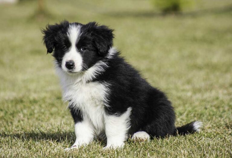 Border Collie vs. Labrador Retriever - PatchPuppy.com