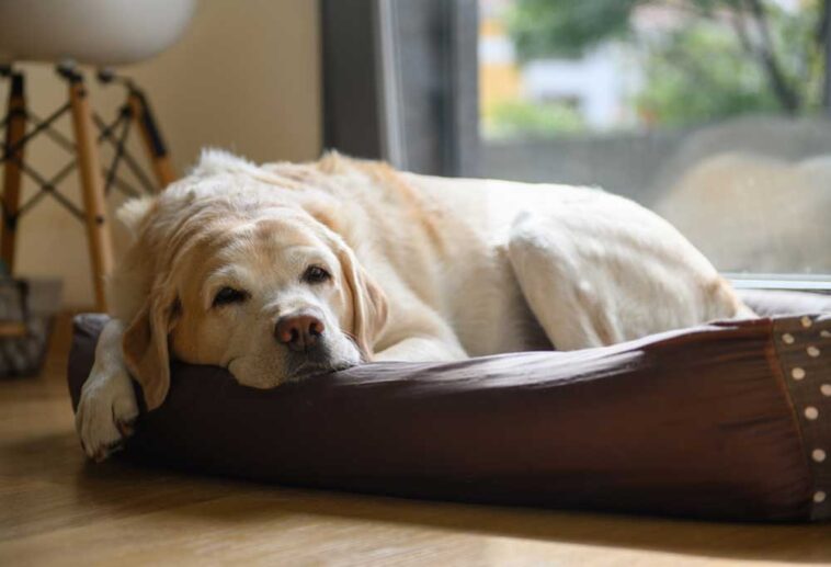 Senior Dog Incontinence PatchPuppy senior-dog-incontinence-patchpuppy